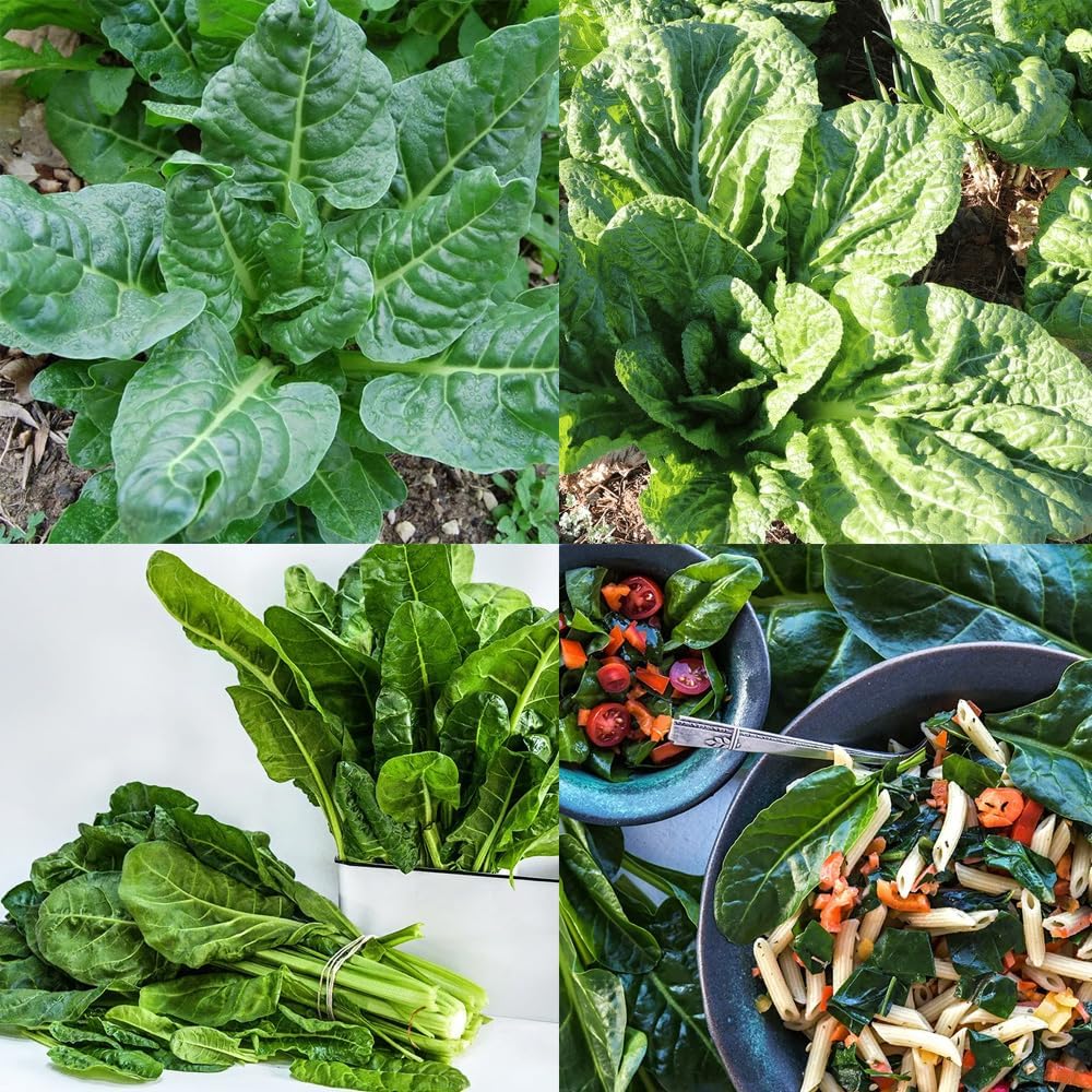 Amazon.com : 200+ Perpetual Spinach Swiss Chard Seed for Planting ...