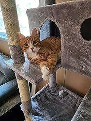 Amazon.com : Meow Sir Large Cat Tree for Large Cats 70 Inches Tall Cat Tower with Large Hammock ...