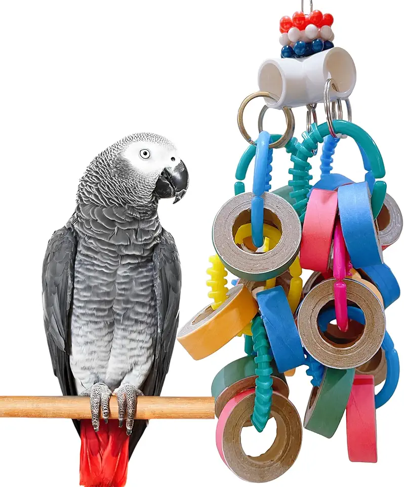 The Price Tag Of Macaws In Australia: What You Need To Know | PetShun