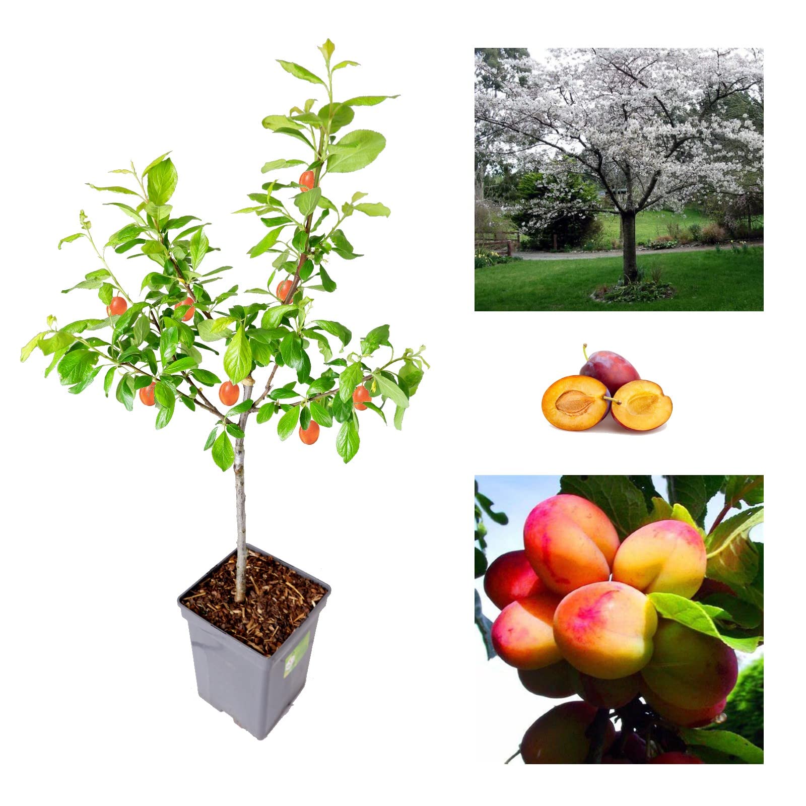 Dwarf Fruit Cocktail Trees 7 Best FRUIT SALAD TREE Ideas | Fruit