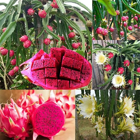 Amazon.com: OHXSM Pitaya Seeds 100+ Pcs Dragon Fruit Red Meat ...
