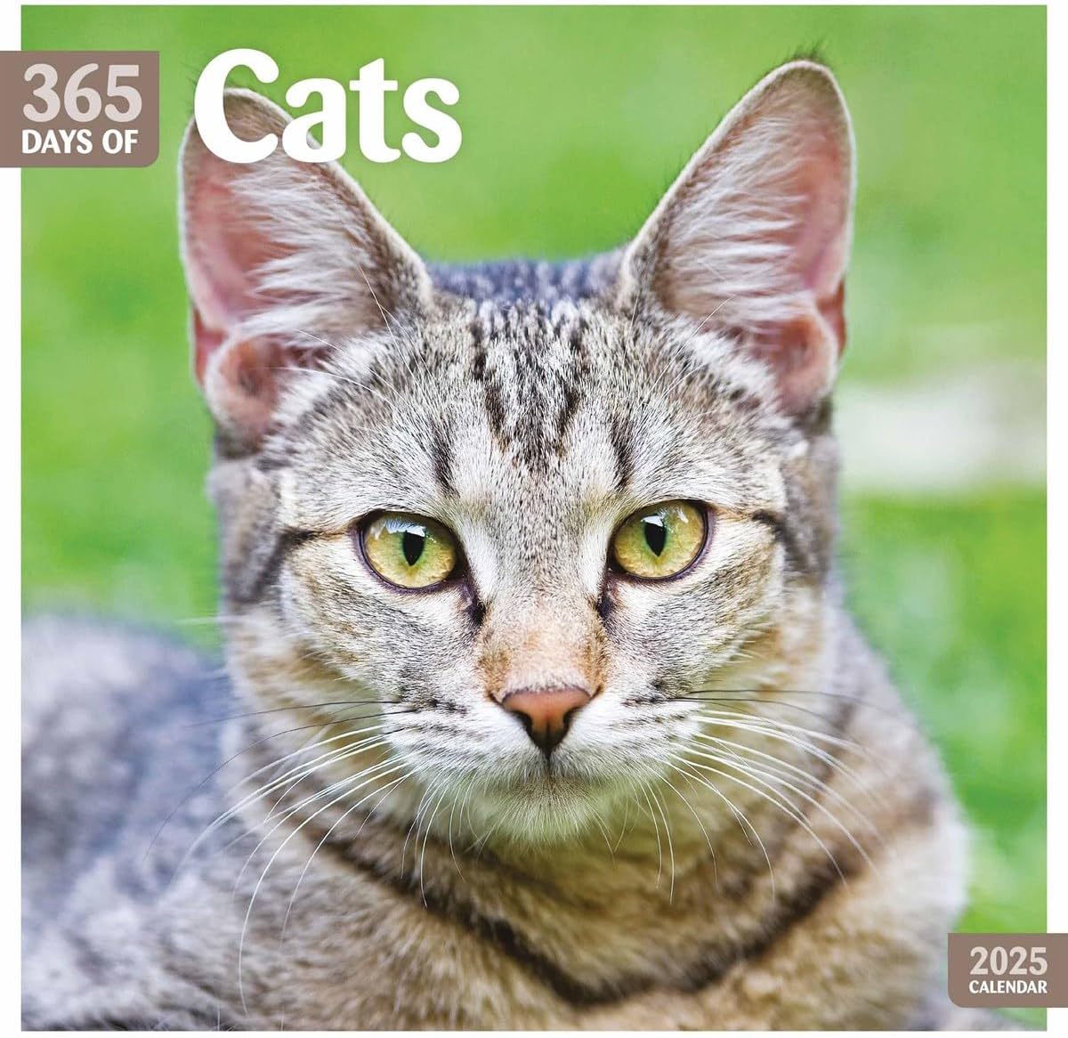 My Ultimate List Wall Calendar 2025 (PFP) : Amazon.co.uk: Stationery ...