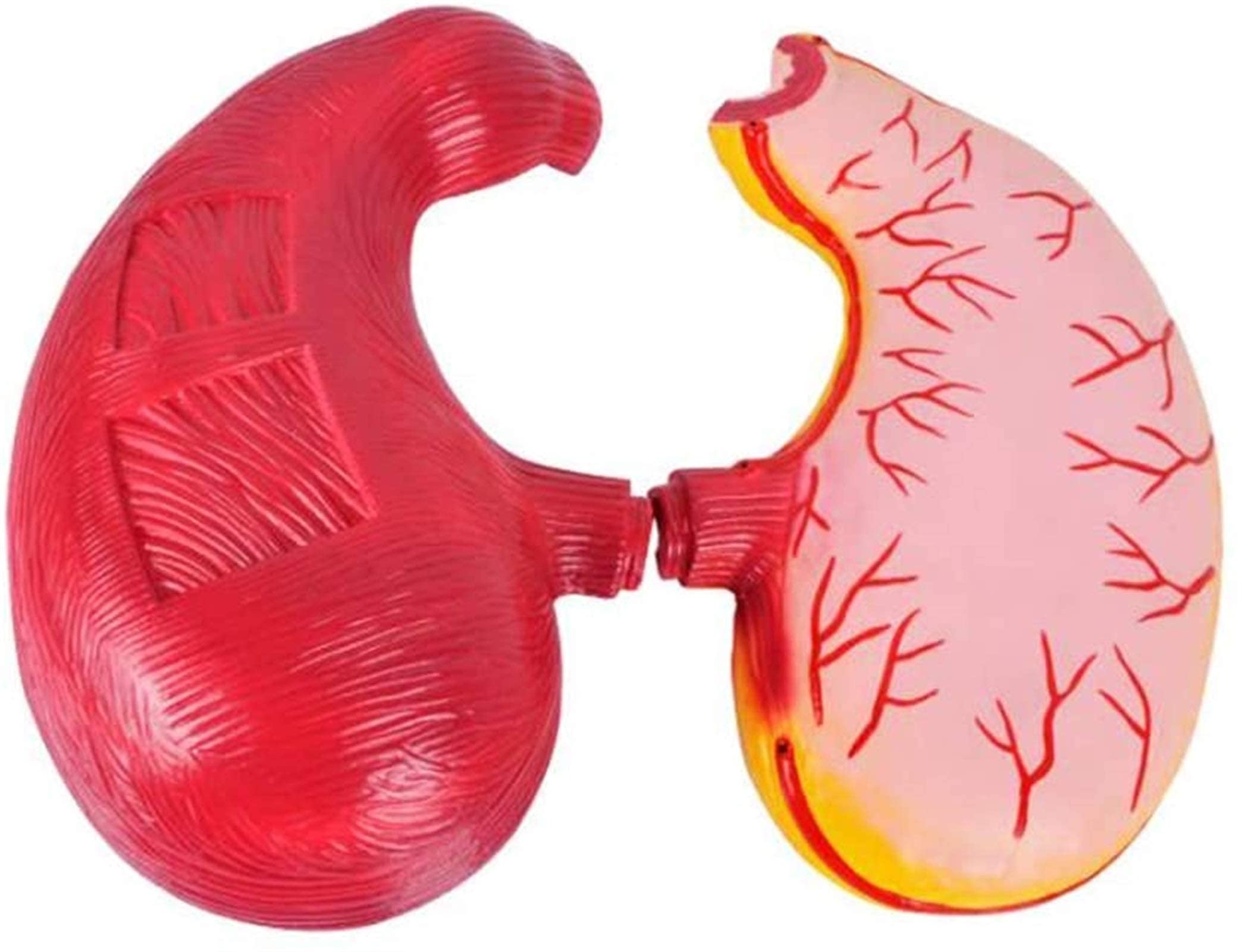 Anatomia Do Estomago Humano Real Estômago Humano 3x O Tamanho 2