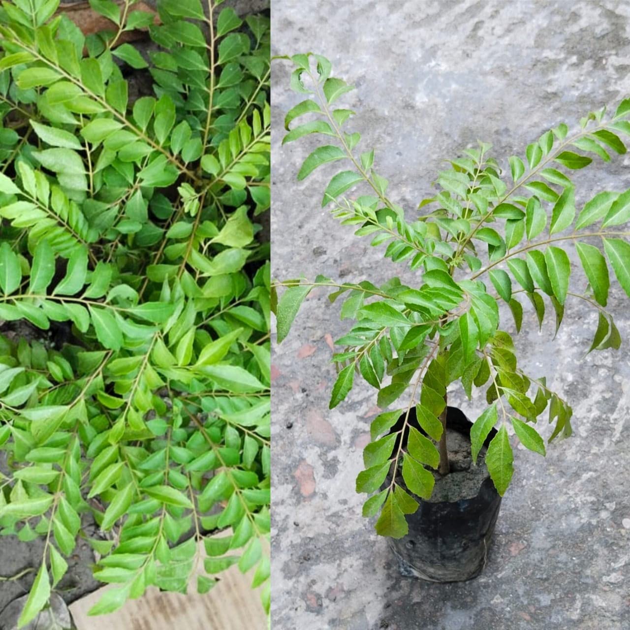 1 curry Leave plant curry patta plant Kadi Patta Pack Of 1 Healthy ...