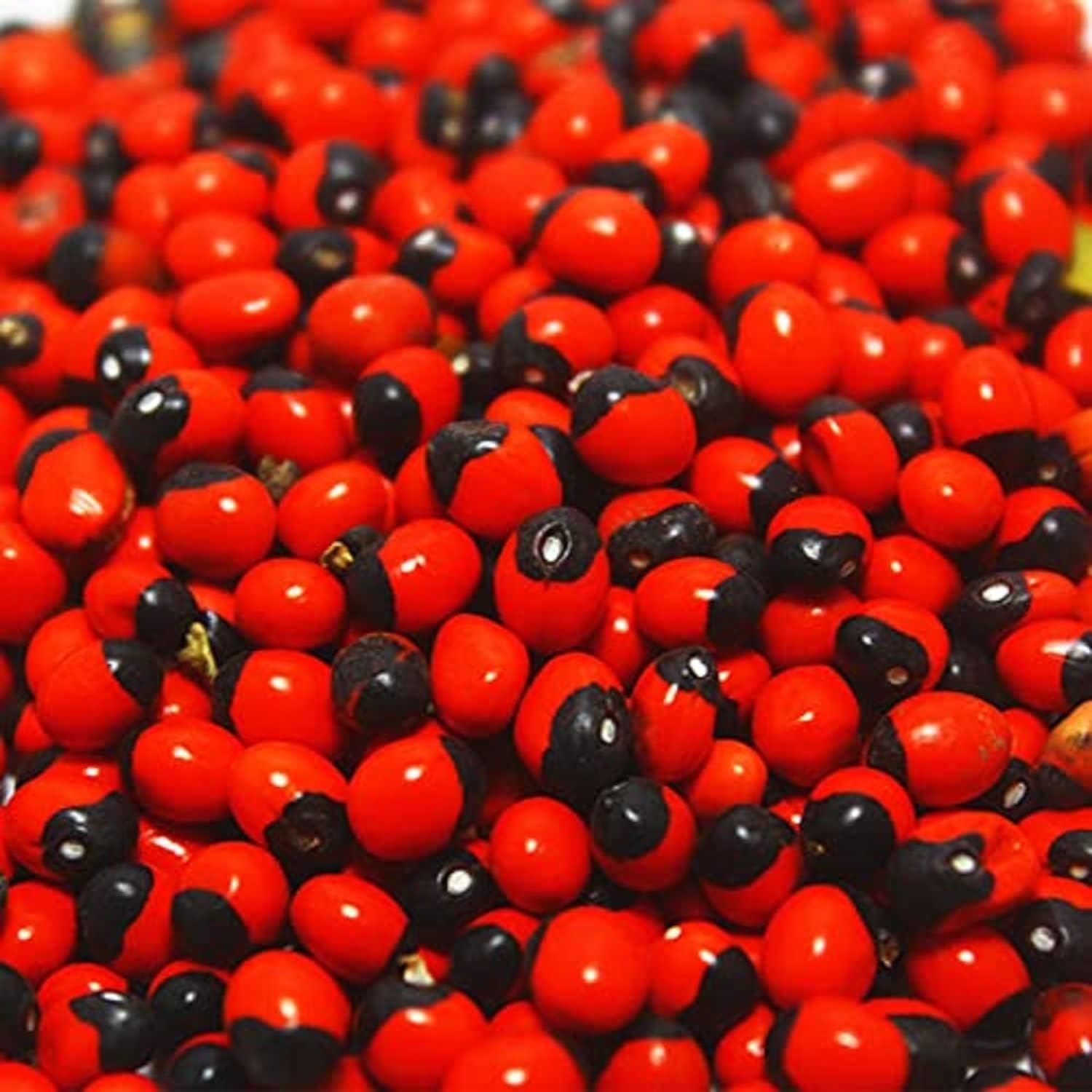 Sky Life® Red Gunja Seed - laal Chirmi Beej - Rakta Gunja - Chirmi ...