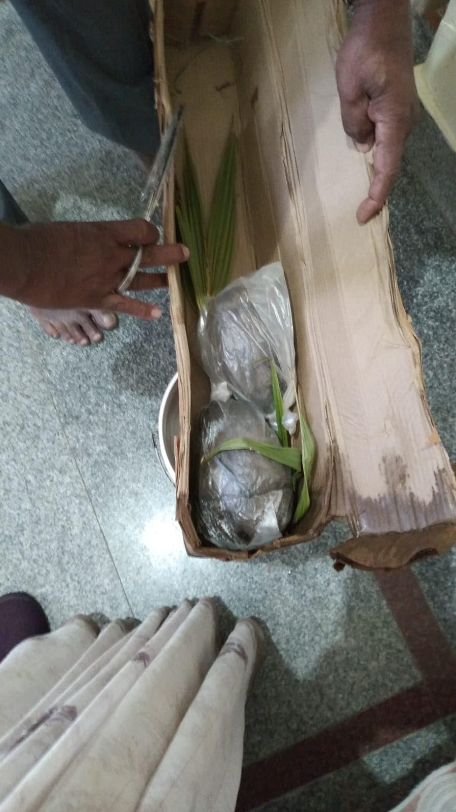 SEILOZBUNIA-Rare Hybrid IndianThousand | Hajari | Hazari Coconut Live ...