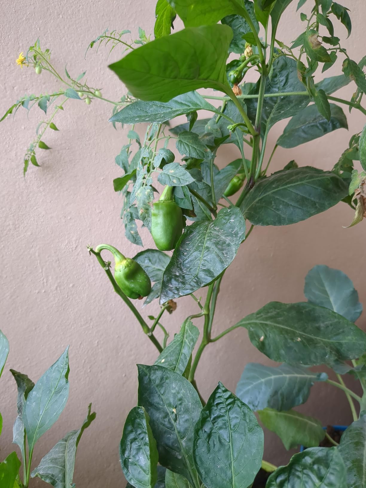 City Greens Brinjal(Baigan) Vegetable Seed - 50 Seeds : Amazon.in ...