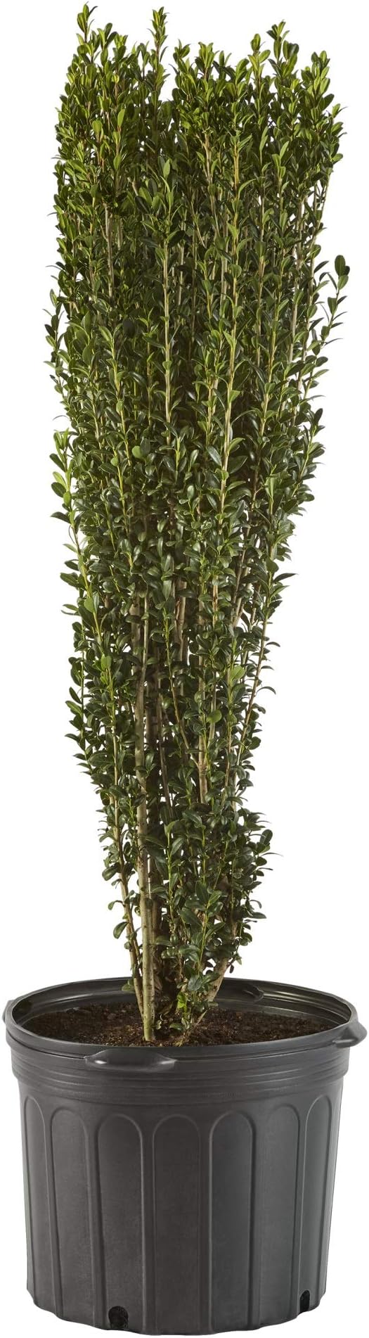 Amazon.com : 1 Gallon Sky Pencil Holly (Ilex) Shrub : Patio, Lawn & Garden