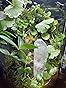 Amazon.com: AREPK Desktop Glass Plant Terrarium with Grow Light (H:7.8 ...