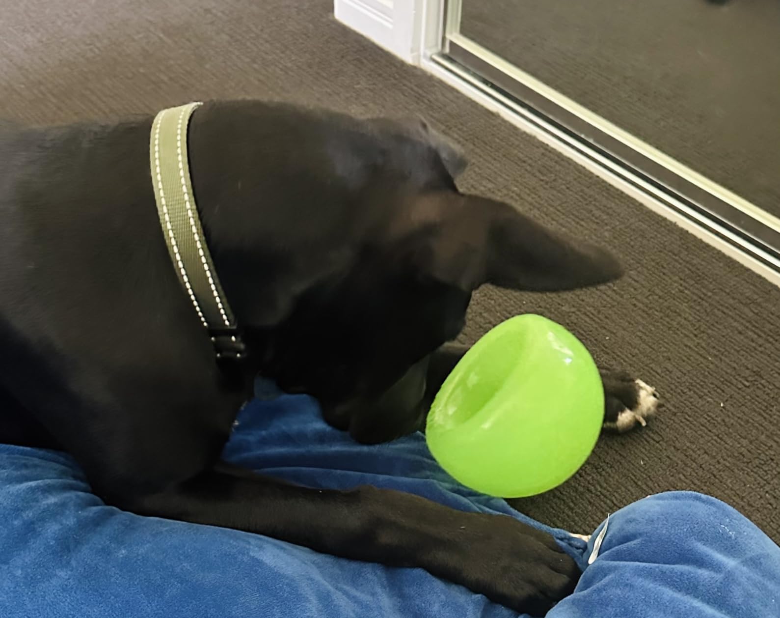 Planet Dog Orbee-Tuff Snoop Interactive Treat Dispensing Dog Toy, Large ...