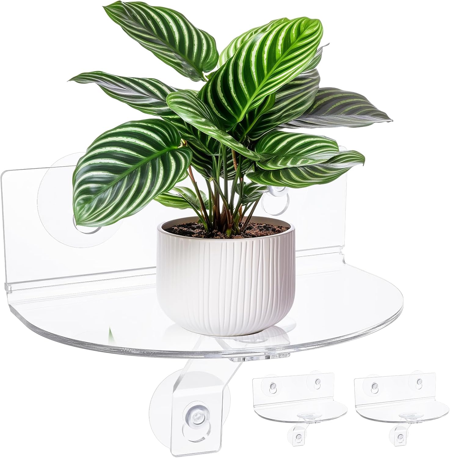 Amazon.com : 2 Pack Suction Cup Shelf for Plants, 5.6inch Wide Clear ...