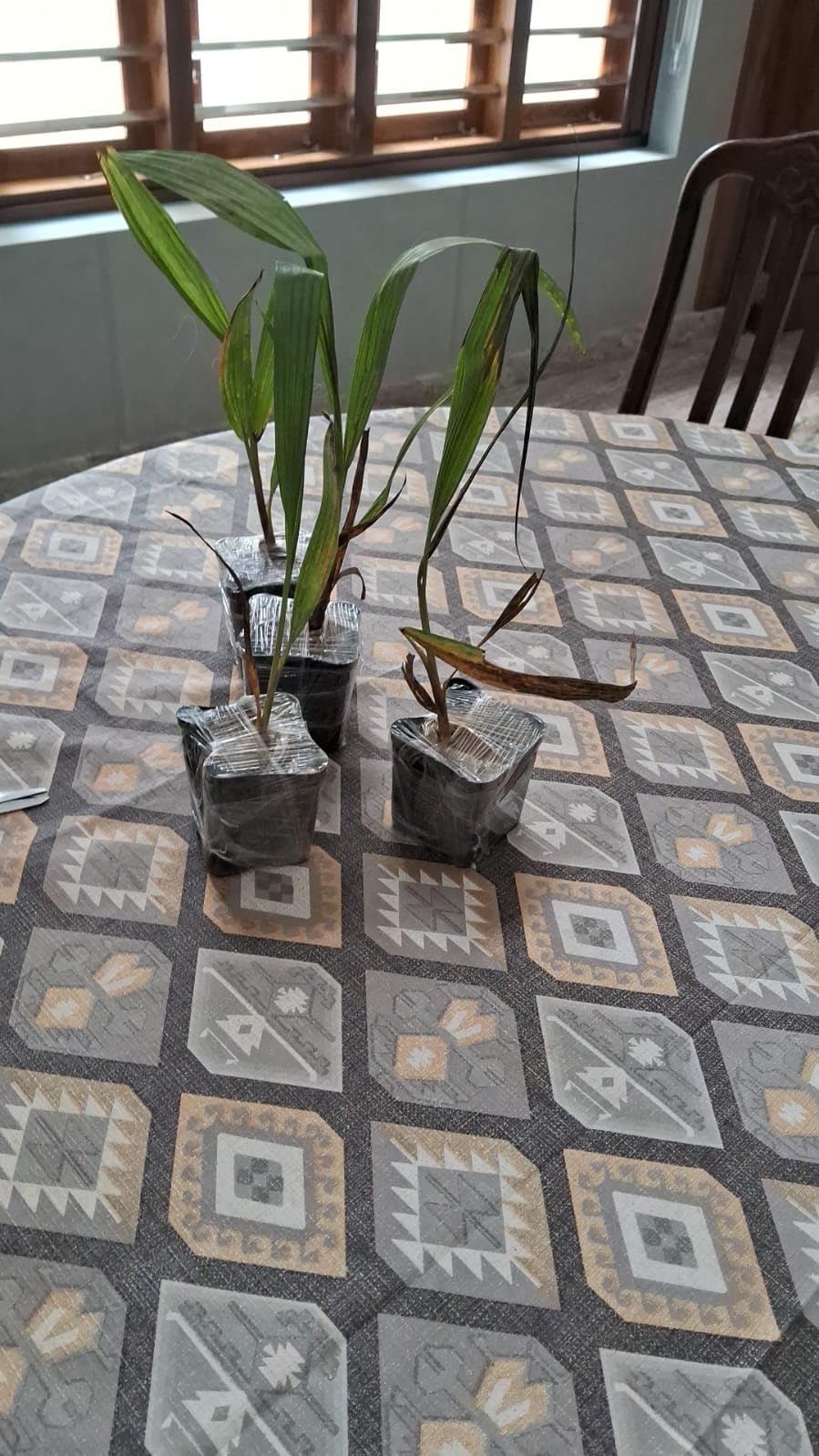 Oaagee Combo 4 Thai Pink Coconut Tree Height 2-3 Feet Dwarf coconut ...