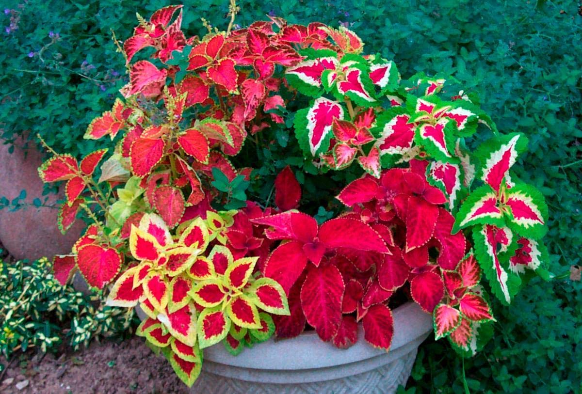 Buy Coleus Multi-Color Varieties Mix (French Quarter, Wizard Rose ...