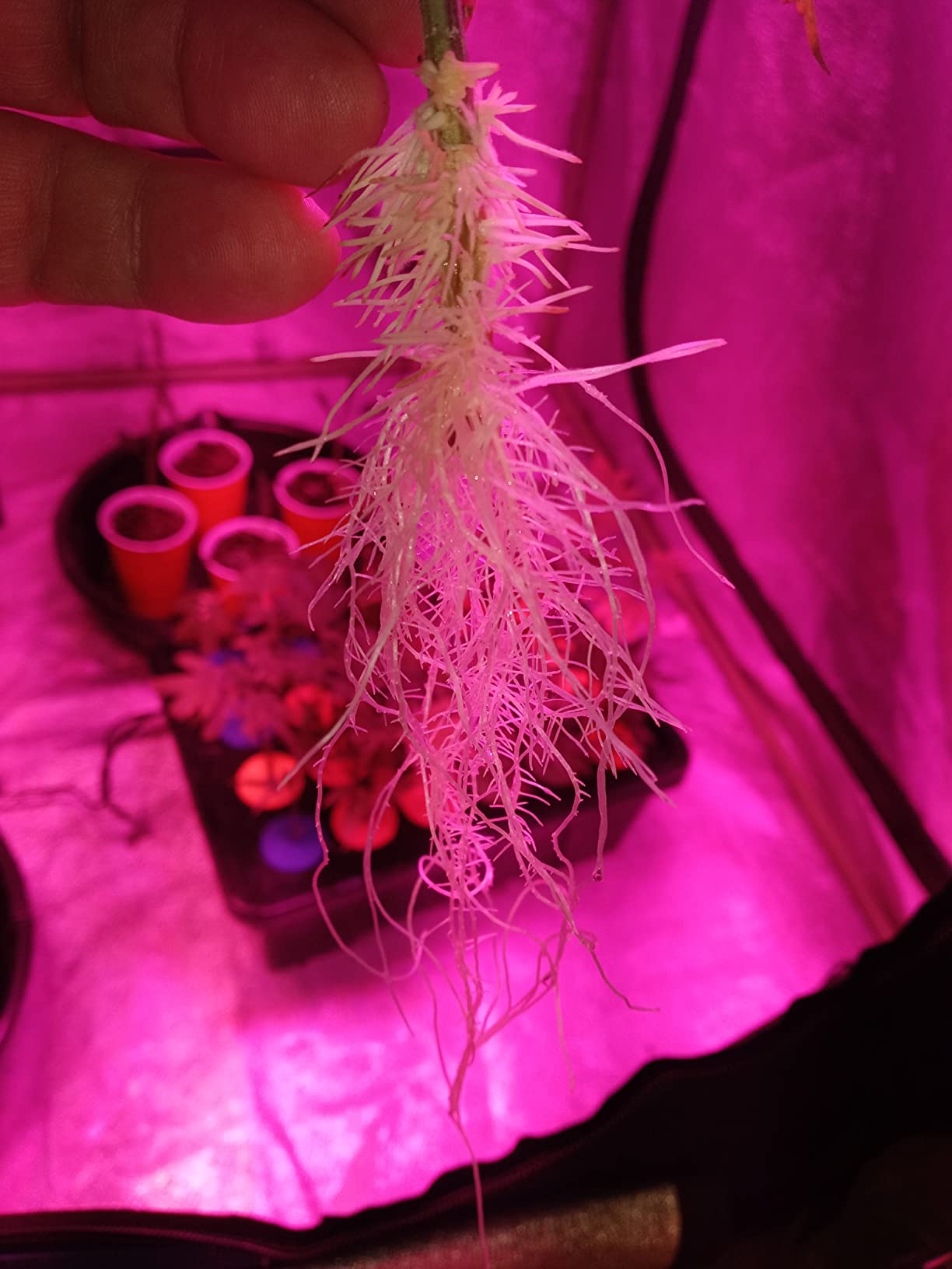 $11/mo - Finance Psycloner Clone Machine, Hydroponics System, Cloner ...