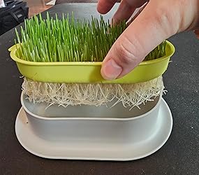 Amazon.com : BATDIYOW Seed Sprouter Tray with Drain Holes Wheatgrass ...
