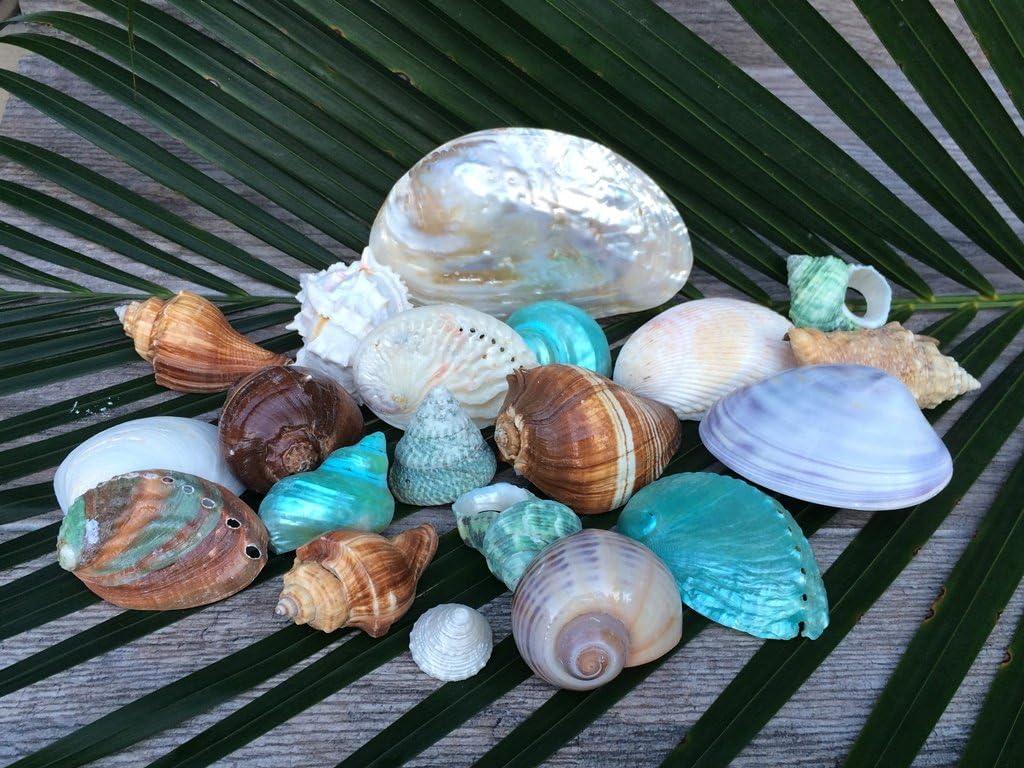 Amazon.com: Polished Sea Shell Pack - Bright and Beautiful in Net ...