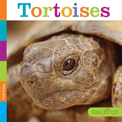 Tortoises (Seedlings): Riggs, Kate: 9781628323368: Amazon.com: Books