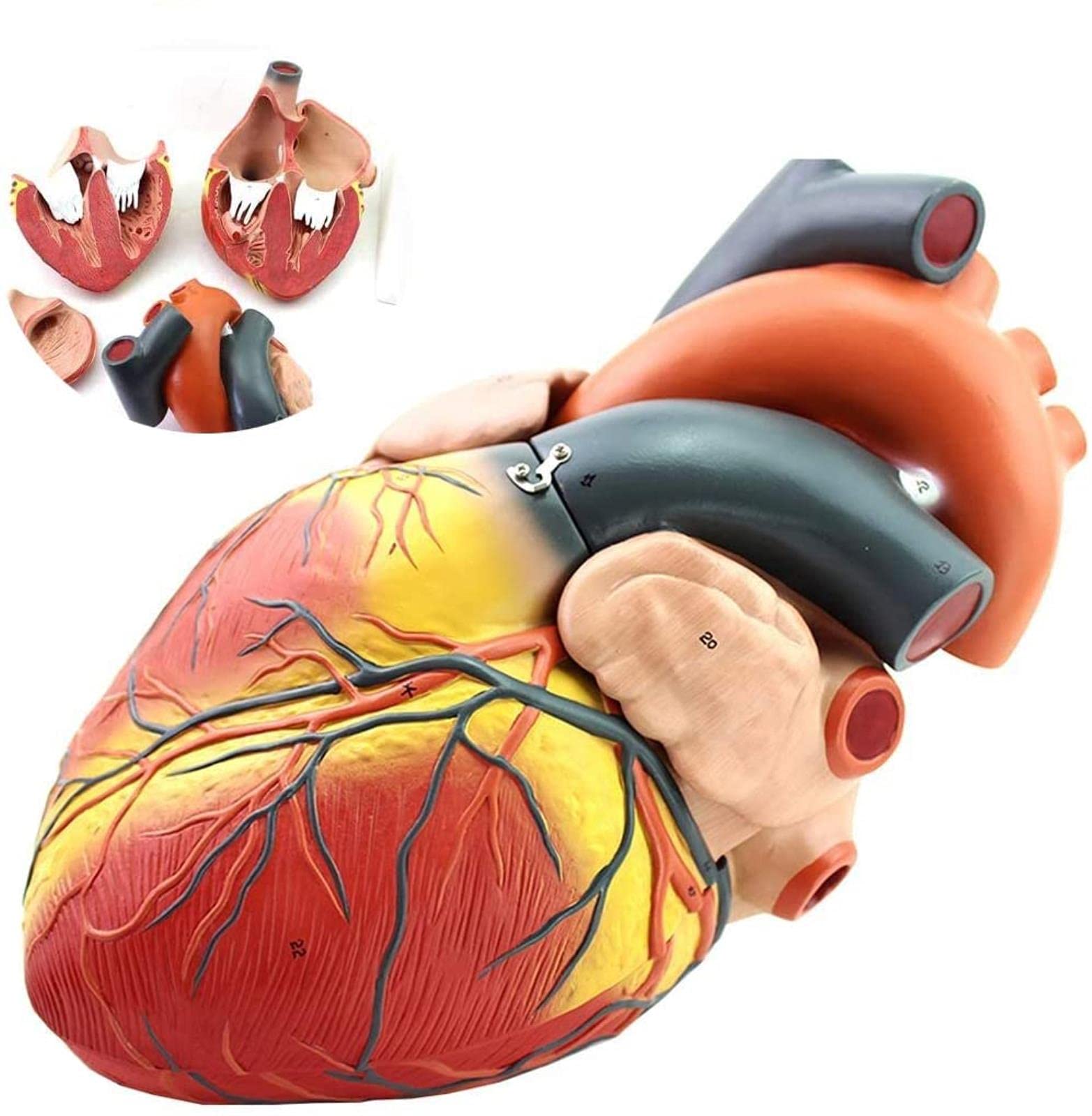 Science Anatomy Heart Model Magnified 4 X Heart Anatomical Mode ...