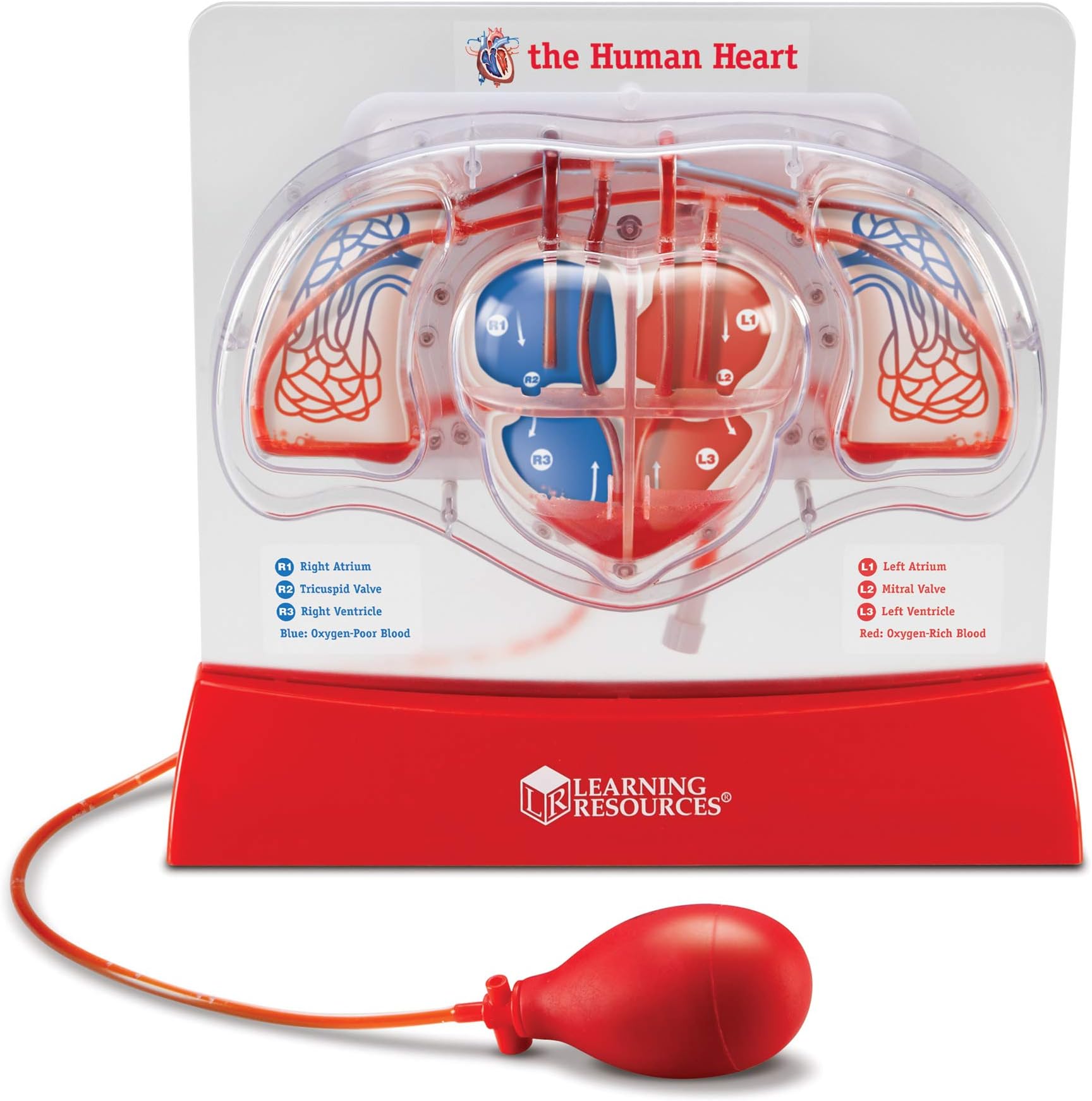 Amazon.com: Learning Resources Pumping Heart Model - 1 Piece, Grades 3 ...