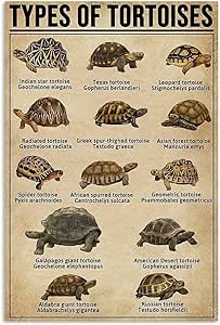 Amazon.com: Youpinnong Types of Tortoises Metal Tin Signs Turtle ...