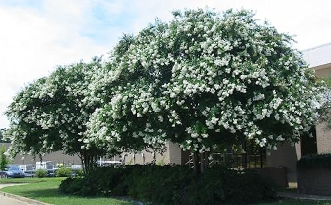 Amazon.com : Large Natchez Crape Myrtle, 3-4ft Tall When Shipped ...