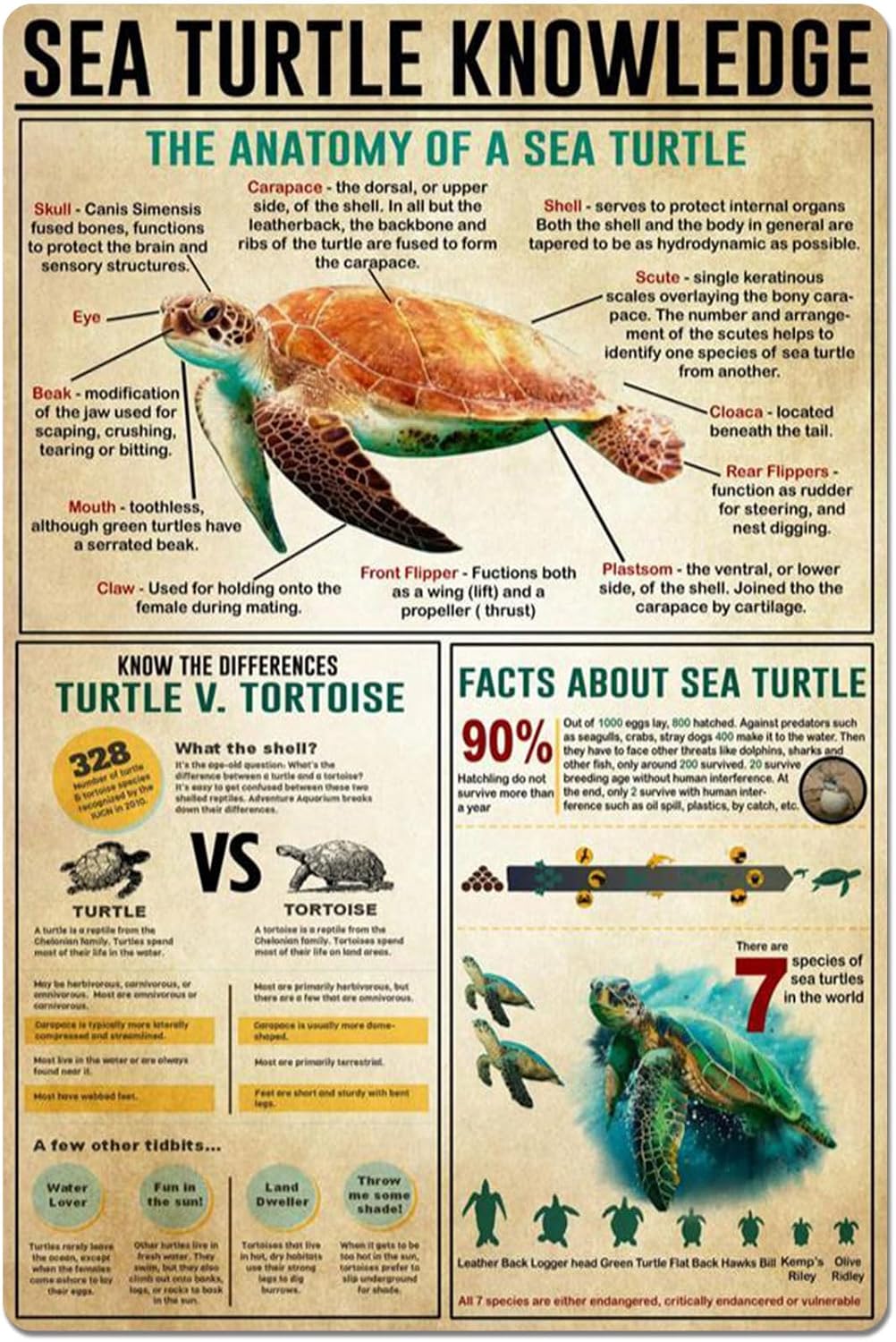 Amazon.com: Sea Turtle Knowledge Metal Tin Signs Sea Turtle Information ...
