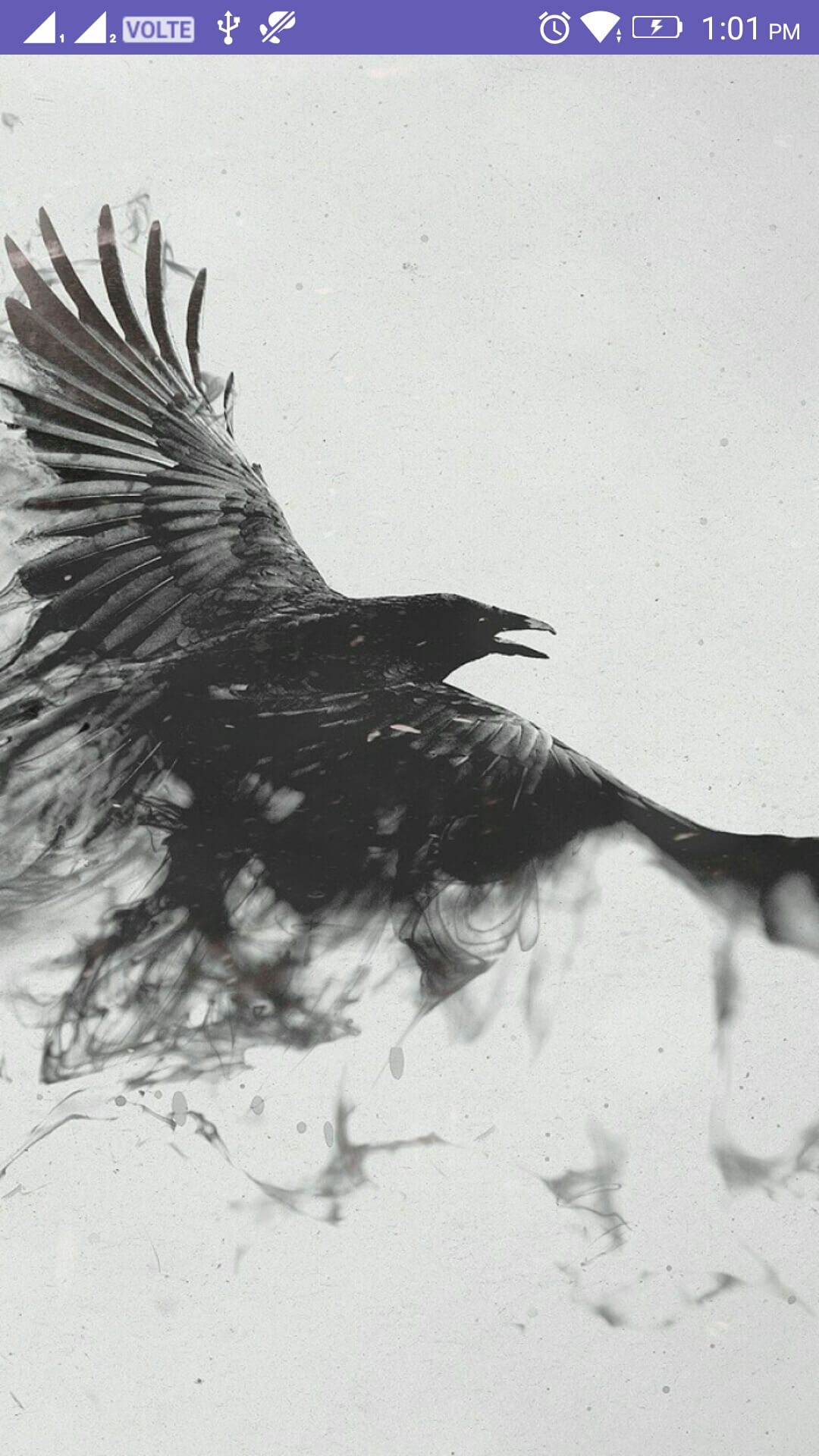 White Raven Wallpaper