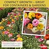 Amazon.com : 25 Mixed Ranunculus Bulbs Spring Planting - Buttercup ...