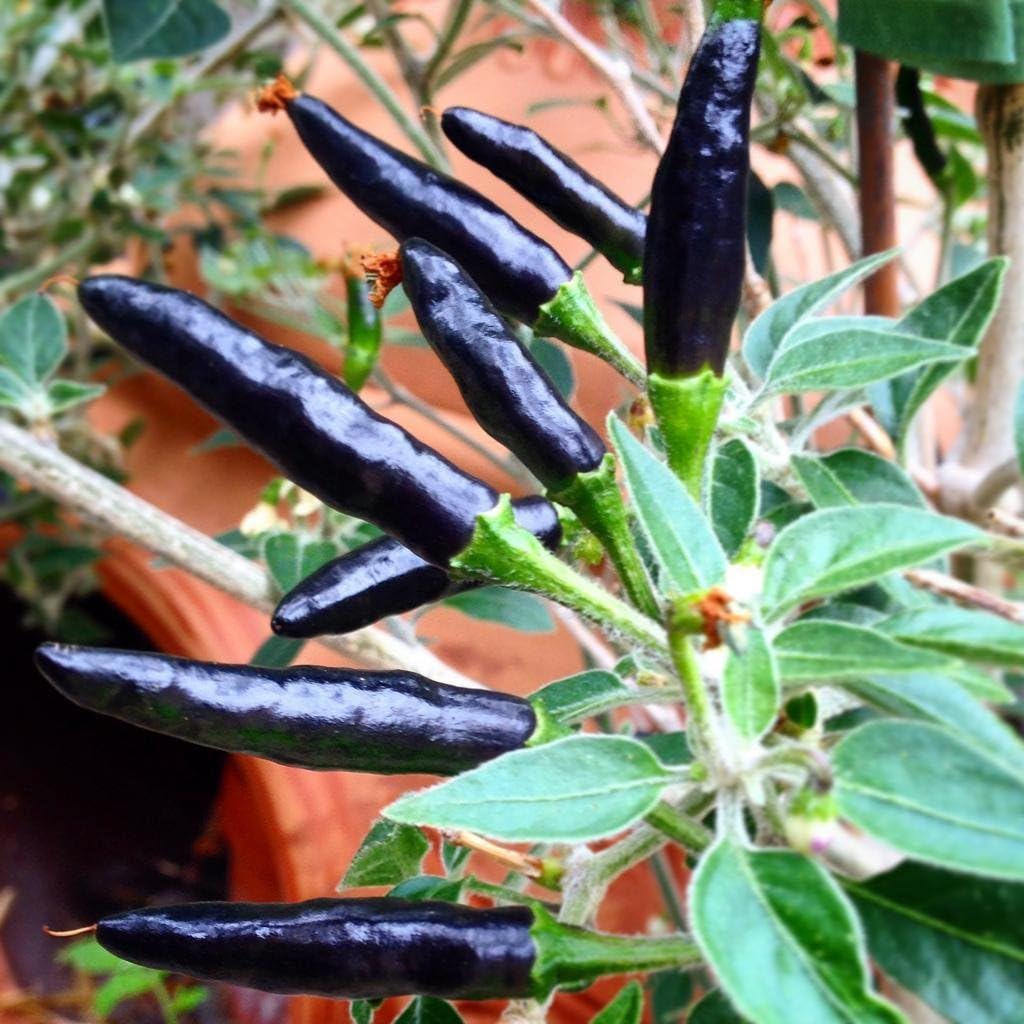 Amazon.com : 30 RARE Black Cobra Hot Chili Pepper Seeds Organic : Patio ...