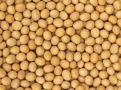 Amazon.com : Premium Grade Non-GMO Soybeans (5 Pounds) - Great for Soy ...