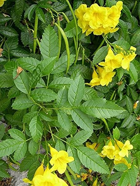 OhhSome Plants Live Tecoma/Tikoma Gori Chori Yellow Bell Flower with ...