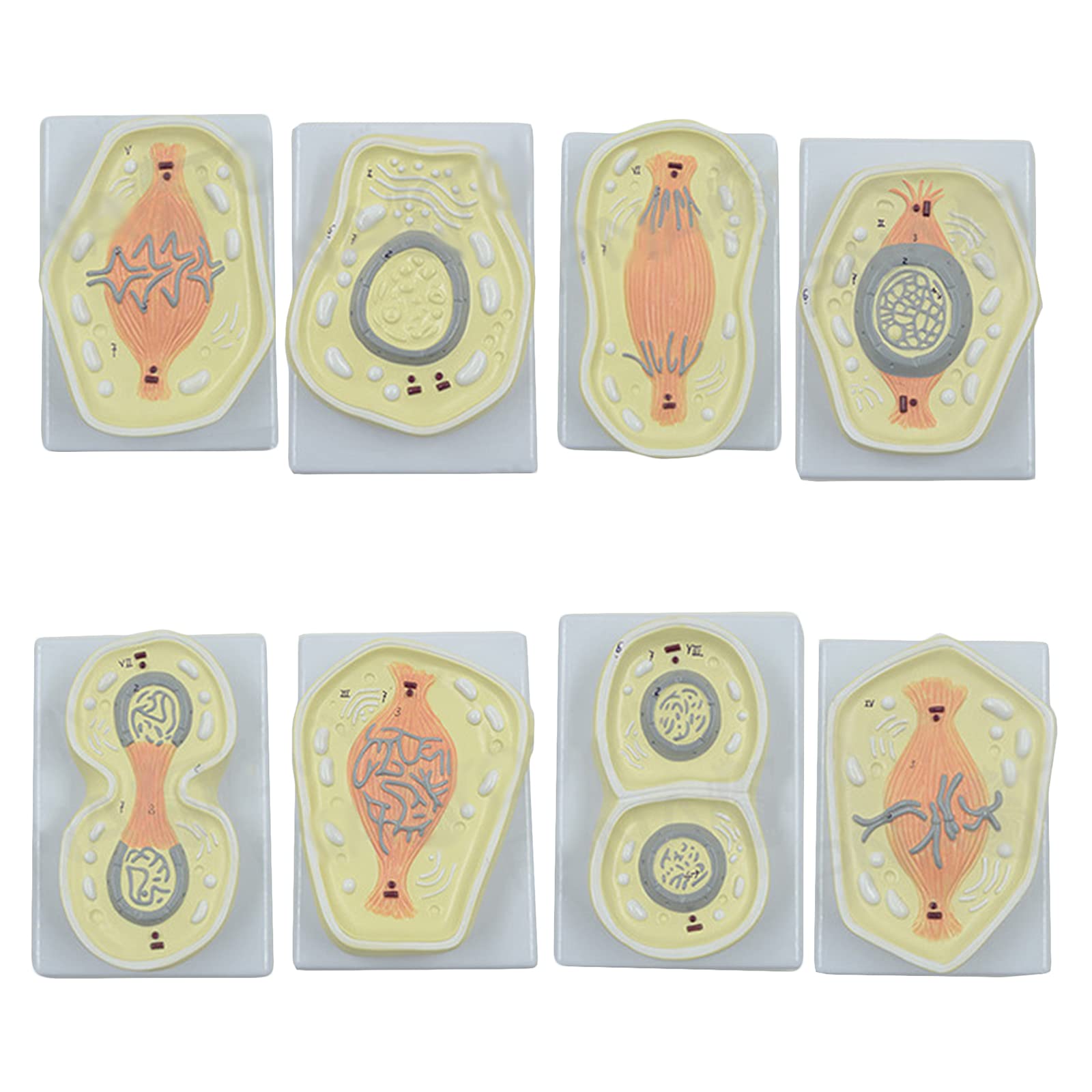 Buy ZMX Cell Indirect Split Structure Model - Educational Model Mitosis ...