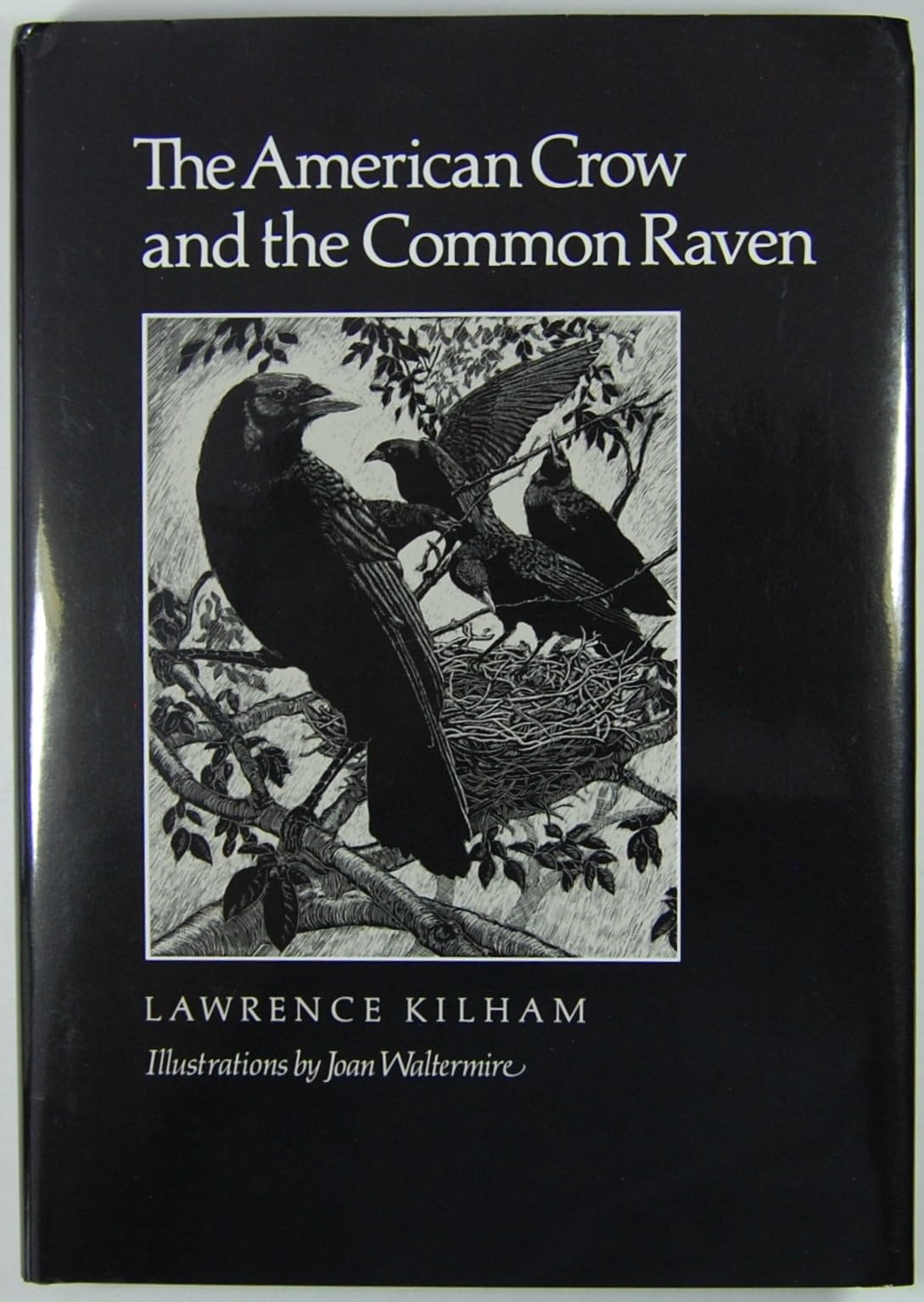 American Crow & Common Raven (W L MOODY, JR, NATURAL HISTORY SERIES ...