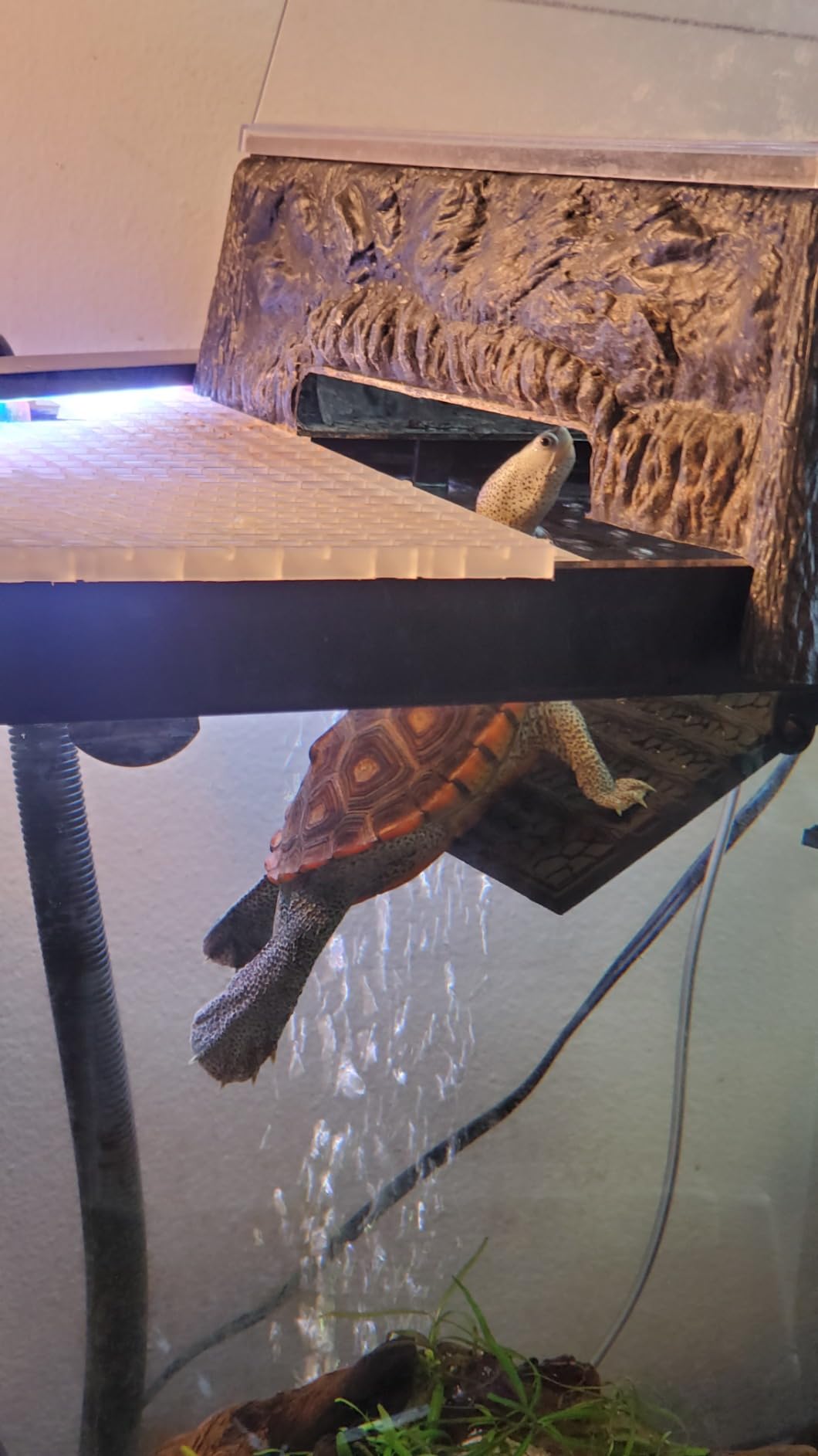 $9/mo - Finance PENN-PLAX Reptology Turtle Topper – Above Tank Basking ...