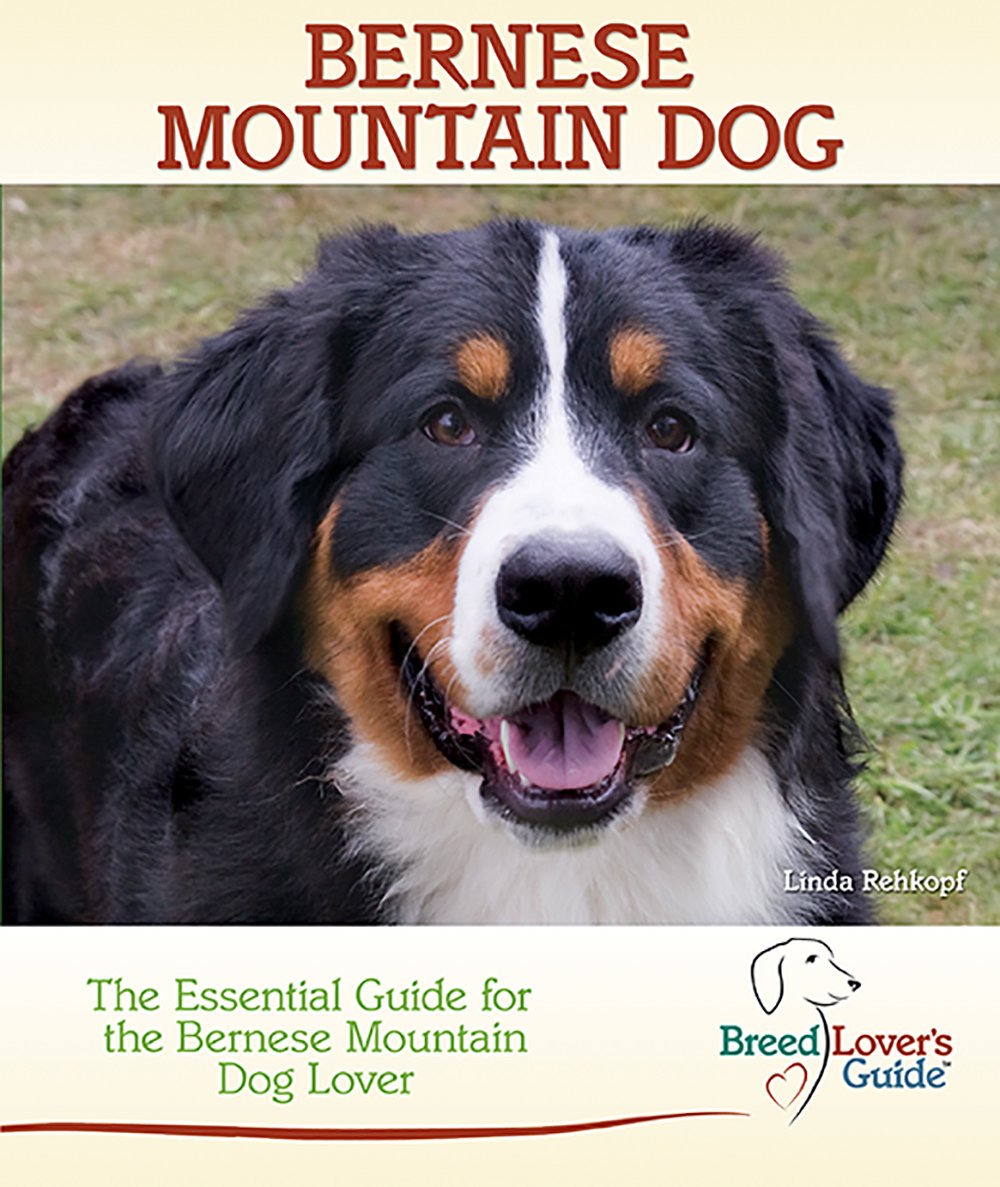 Bernese Mountain Dog: A Practical Guide for the Bernese Mountain Dog ...