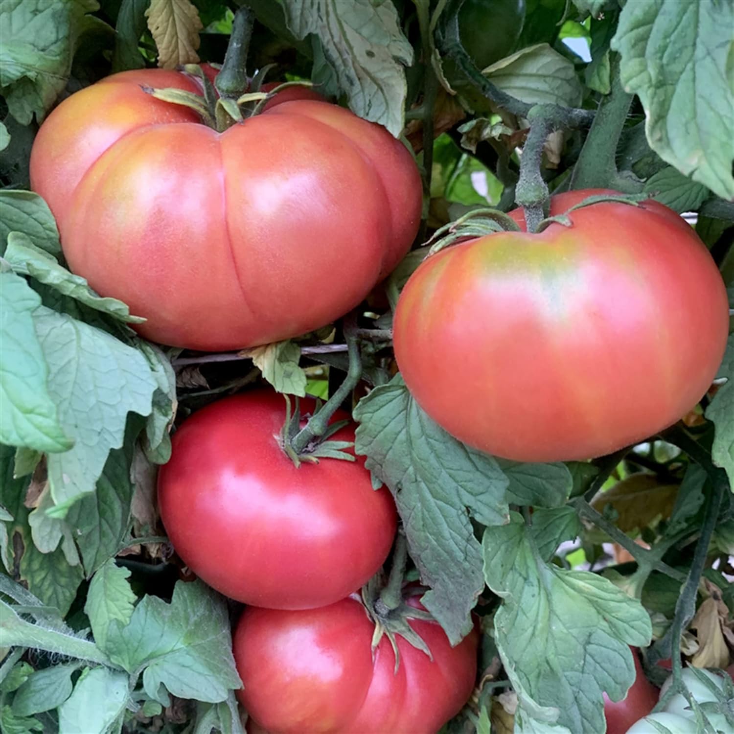 Amazon.com : QAUZUY GARDEN 500 Pcs German Pink Tomato Seeds Seedless ...