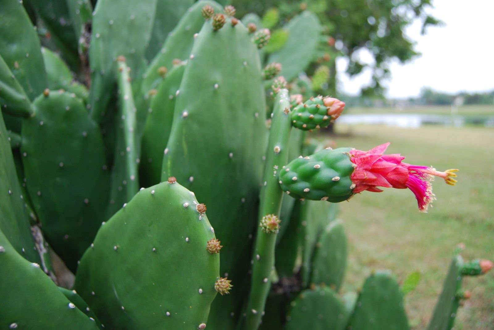 Amazon.com : 1/2 LB Nopalitos - Spineless Prickly Pear Cactus Pads ...
