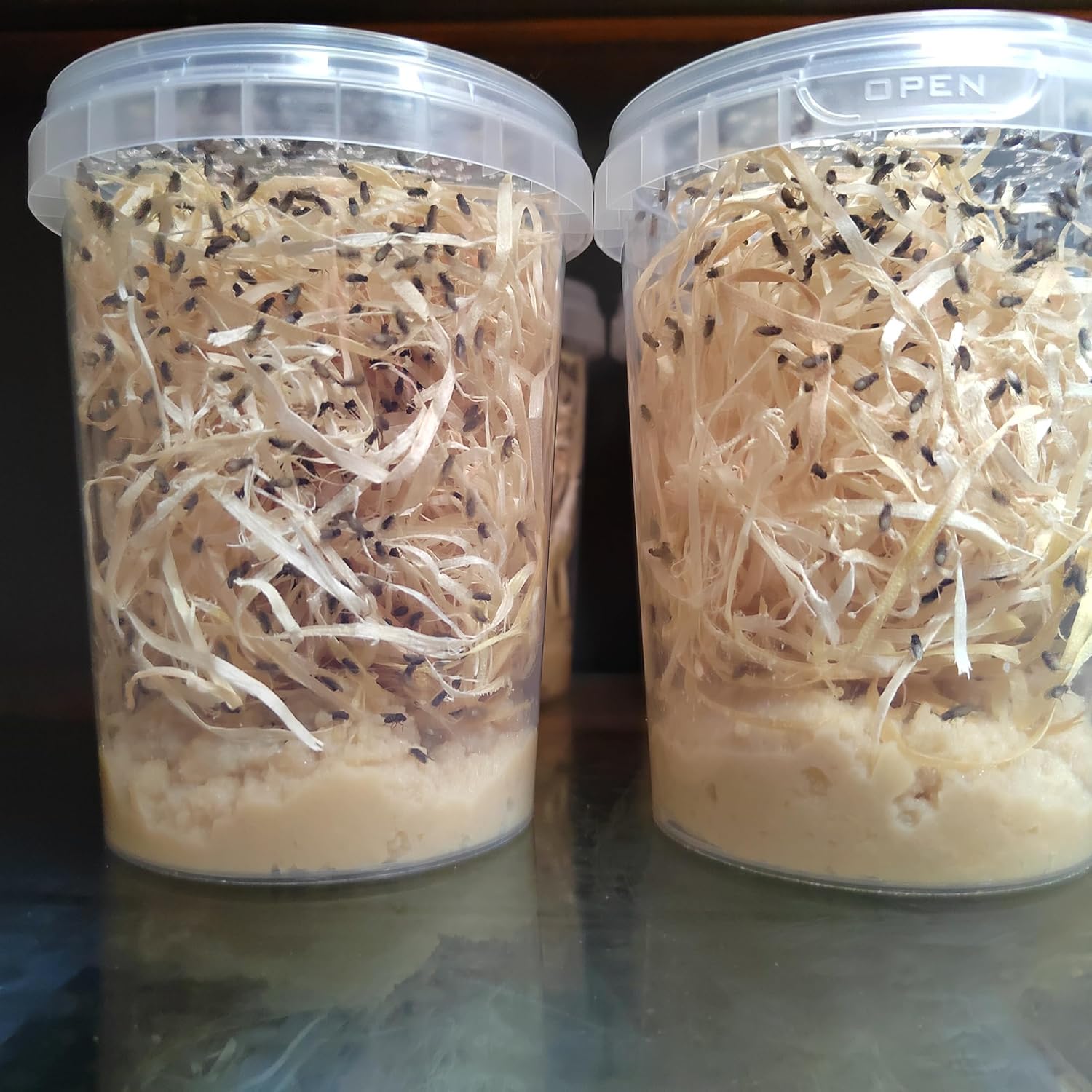 acomantis 2x16oz double-pack Flightless Fruit Flies Live Food ...