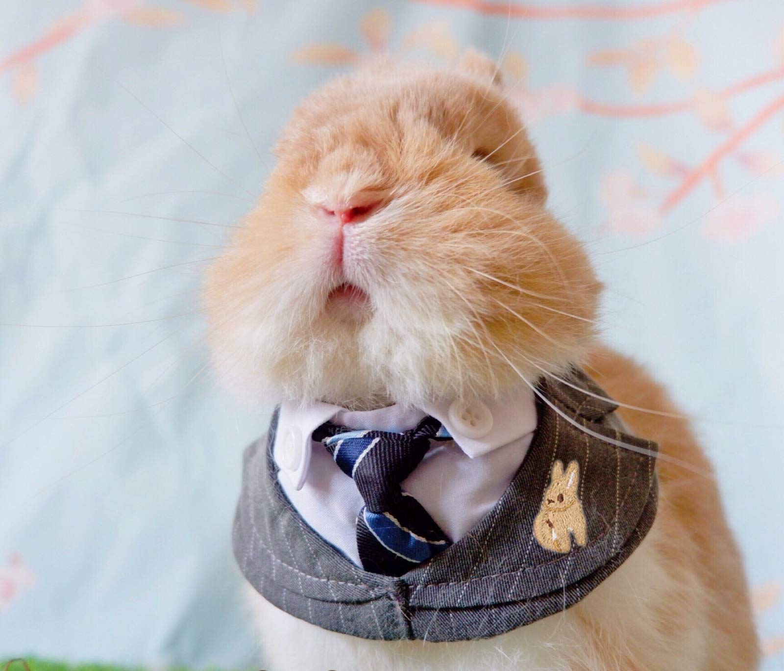 Bunny Wearing Clothes