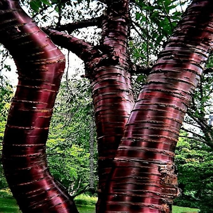 Amazon.com : HPGS 10 Seeds - Tibetan Paper Birchbark Cherry Tree Seeds ...