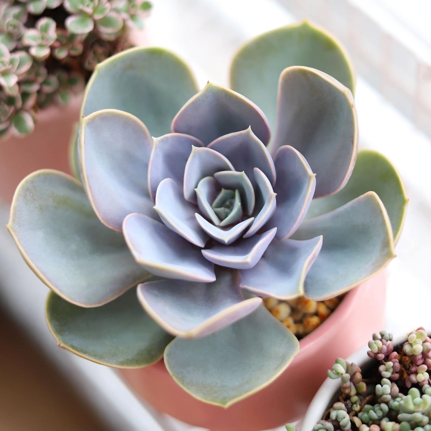 Echeveria Perle von Nurnberg – Planta de interior de fácil cuidado para ...