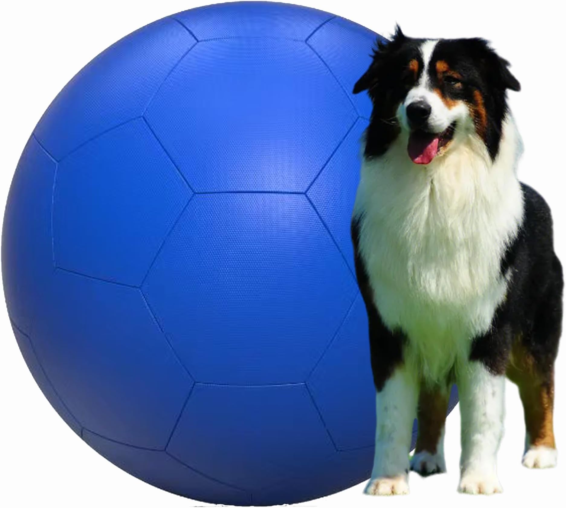 Amazon.com: mwater Herding Ball for Dogs (25 Blue) : Pet Supplies