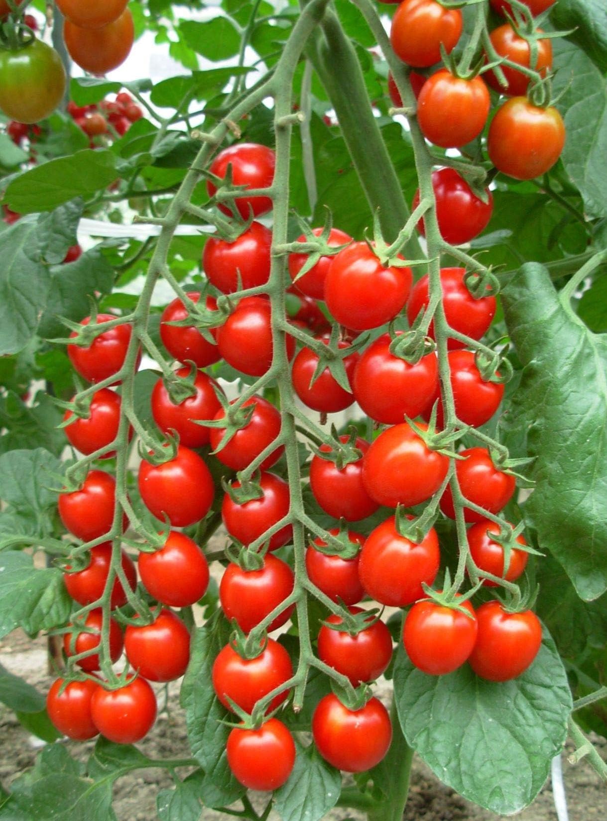Amazon.com : RAISE ME UP: Seeds Red Cherry Tomato Sweetie Indeterminate ...