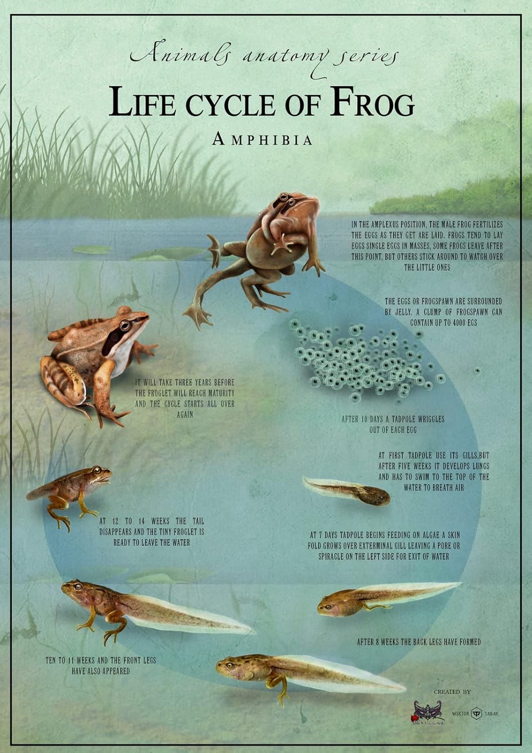 Life cycle of a frog D18211 MAXI Poster on Canva - Canvas material flat ...