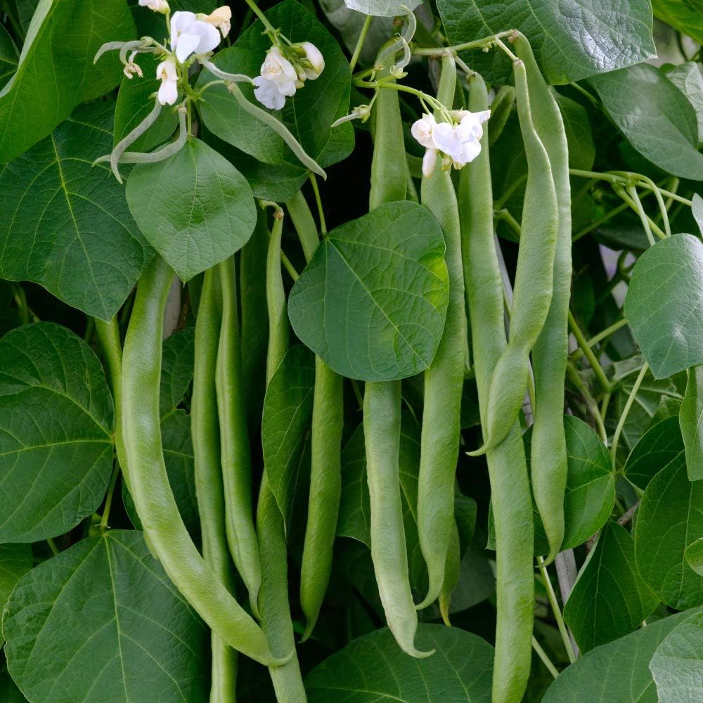 Mr Fothergill's 20092 Vegetable Seeds, Runner Bean White Lady : Amazon ...