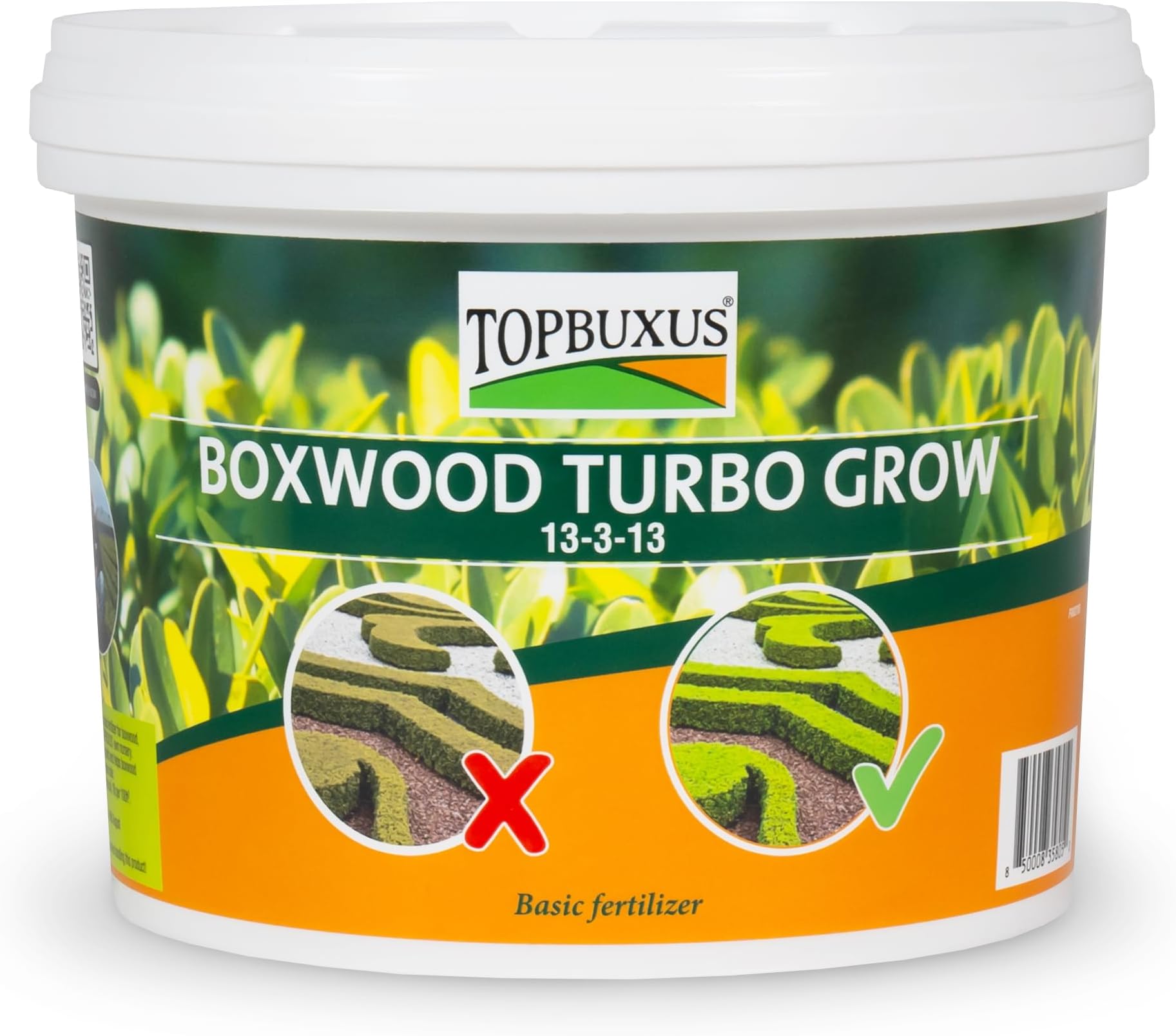 Amazon.com : TOPBUXUS Boxwood Turbo Grow - Professional Boxwood ...