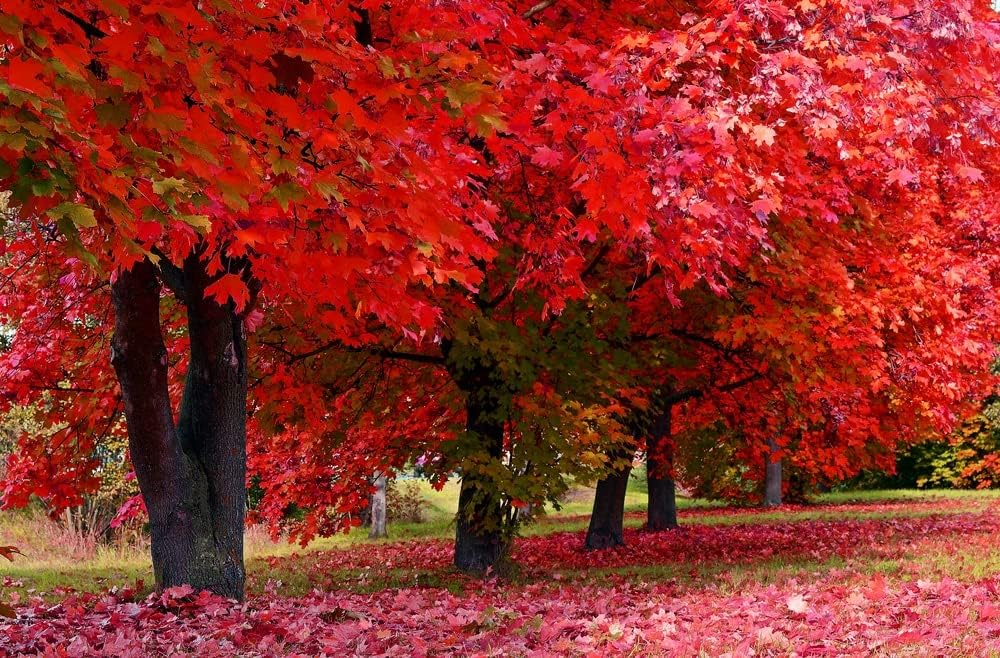 Amazon.com : 30 Red Maple Tree Seeds - Made in USA, Ships from Iowa ...