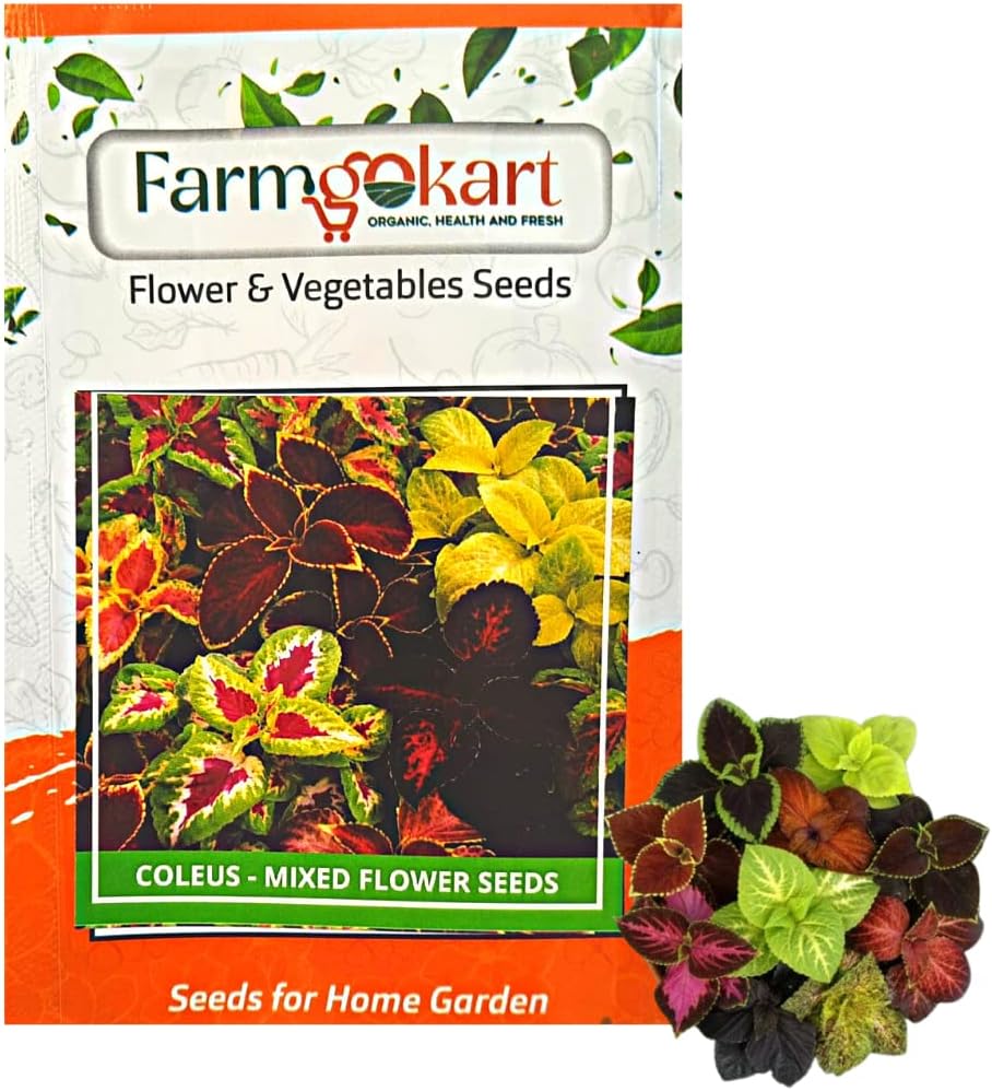 PACK OF 4000 SEEDS OF COLEUS - RAINBOW MIXED - SUMMER FLOWER SEEDS ...
