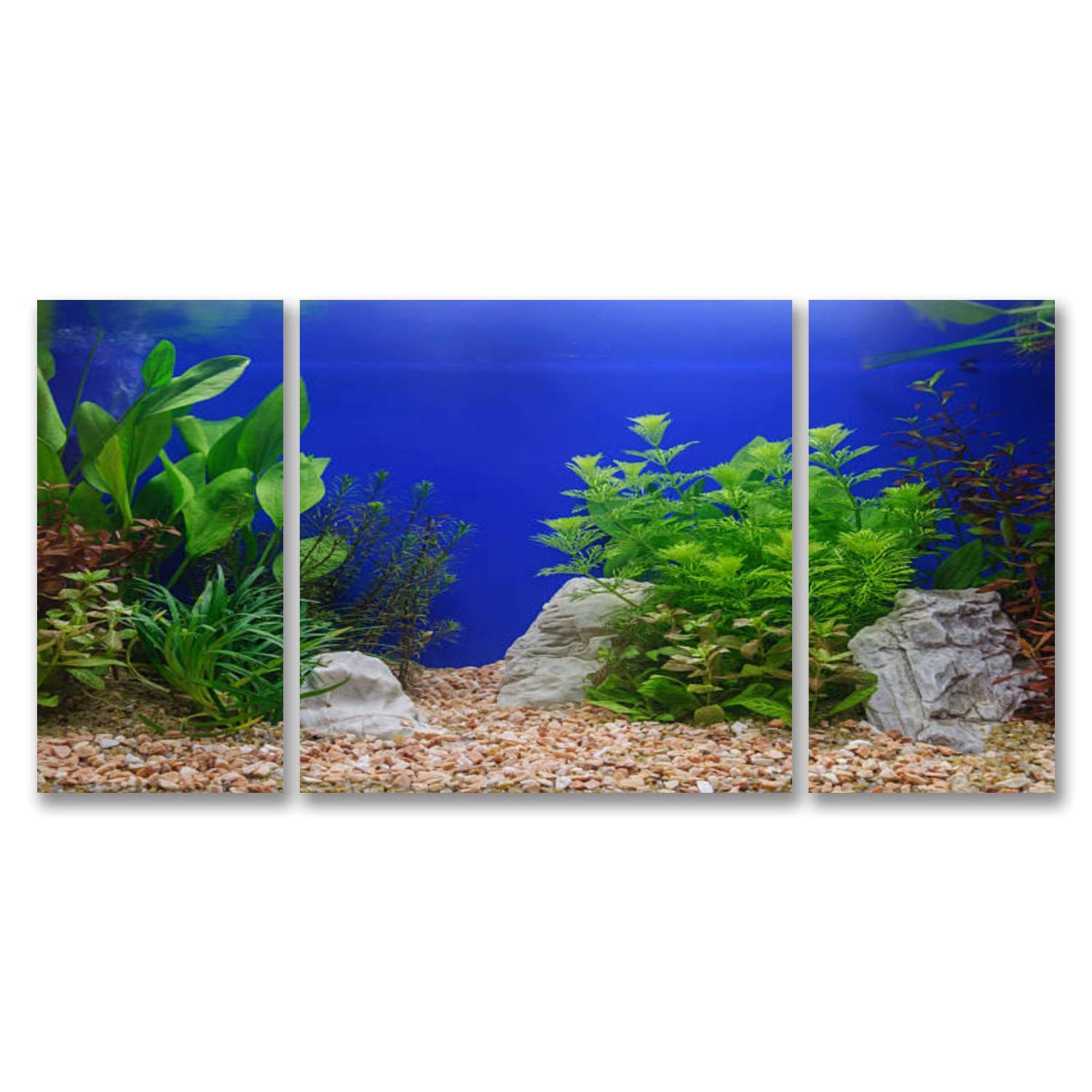 Planted Aquarium Picture Gallery