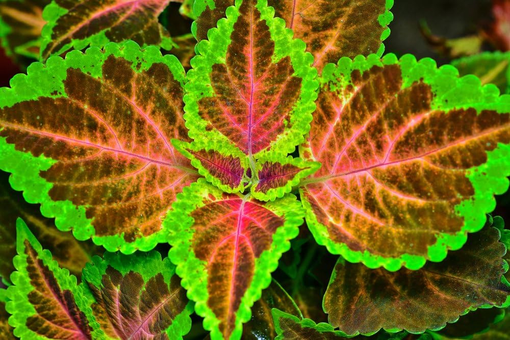 Grow Your Secret Garden Coleus Giant Exhibition Palisandra Seeds ...